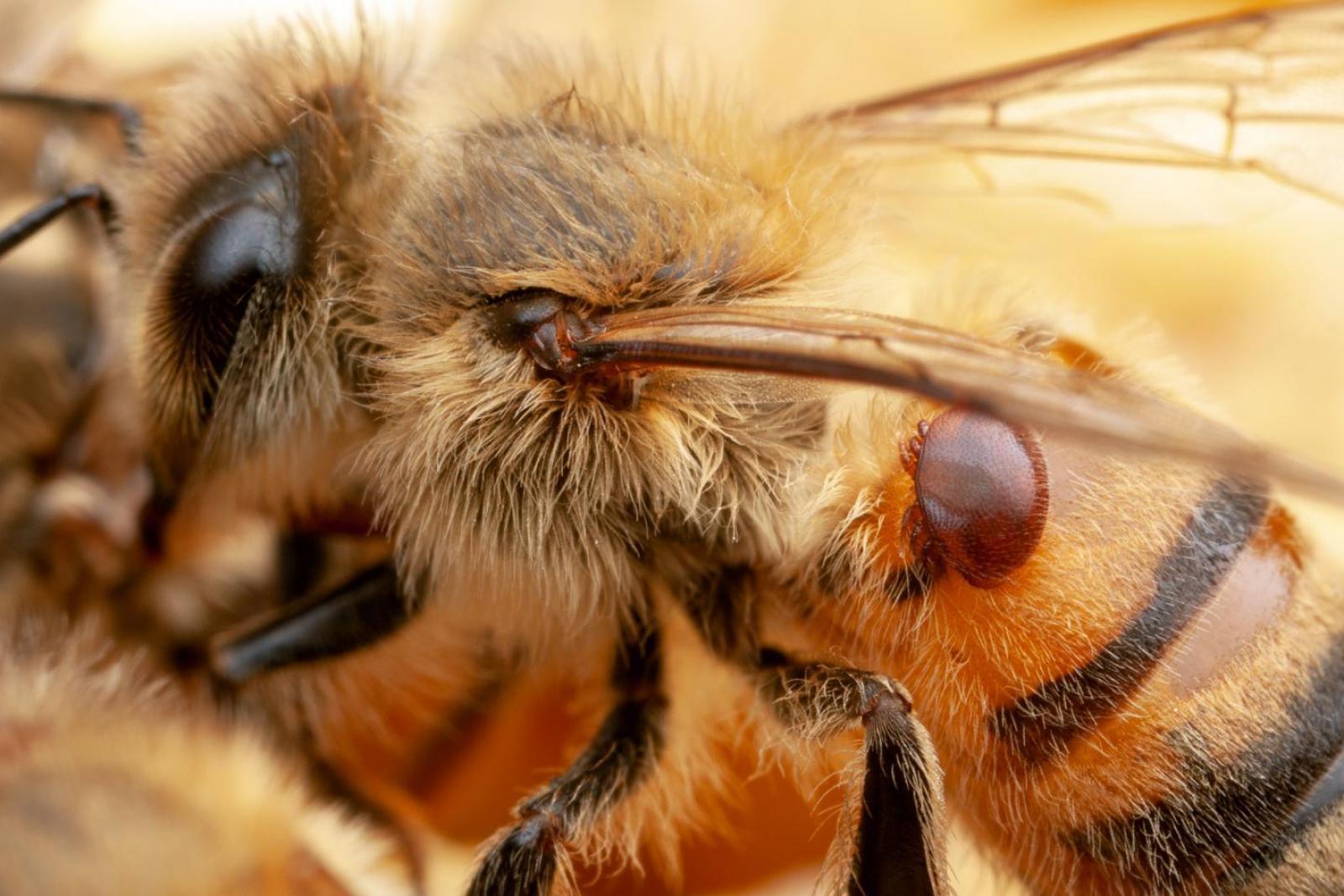 Sognare api porta fortuna? Scoprilo con la nostra guida - PsicoZoo